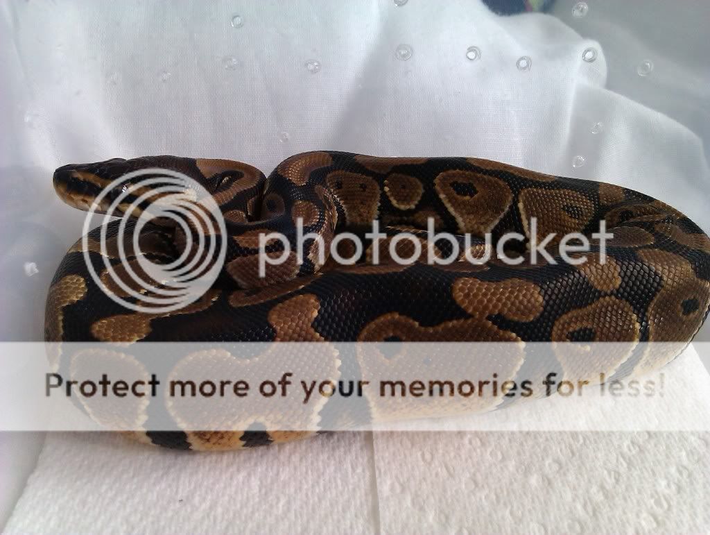 Baby Royal python | Reptile Forums