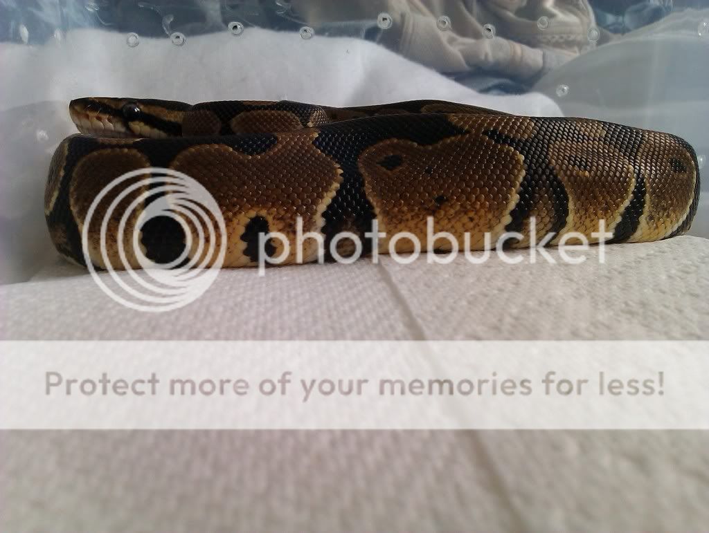 Baby Royal python | Reptile Forums