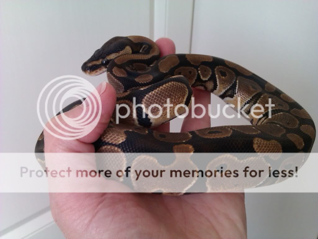 Baby Royal python | Reptile Forums