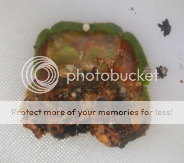 Red goo - CactiGuide.com