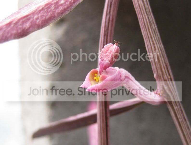 Cyathia now and soon - CactiGuide.com