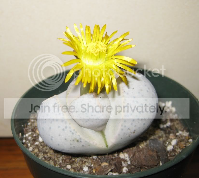 My first mesemb flower - CactiGuide.com