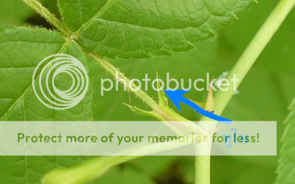 Euphorbias, spines and thorns - CactiGuide.com