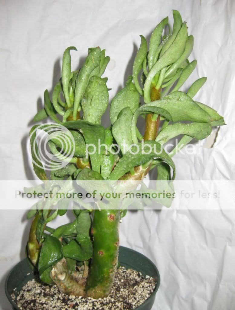 Tylecodon paniculata? - CactiGuide.com