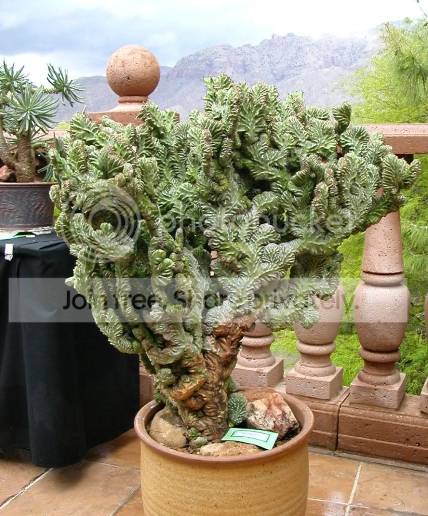 CSSA Show Plant Pics - CactiGuide.com