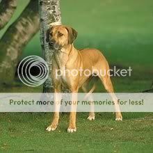 Rhodesian Ridgeback HQ Pictures | The World of Dogs