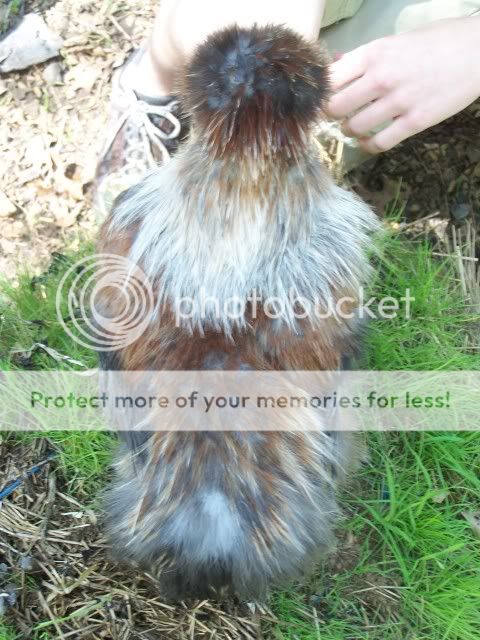 Calico Silkie Cockerel For Sale | BackYard Chickens - Learn How to ...