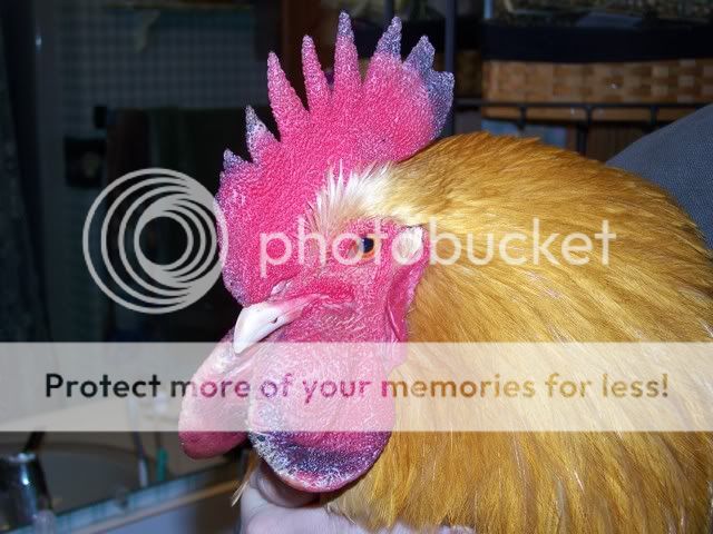 Rooster with Swollen Wattles | BackYard Chickens - Learn How to Raise ...