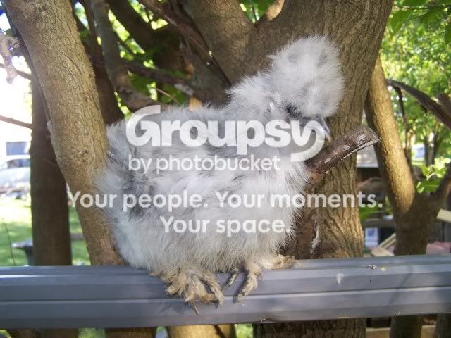 Single Combs On "Show" Silkies. What the Heck? | BackYard Chickens ...